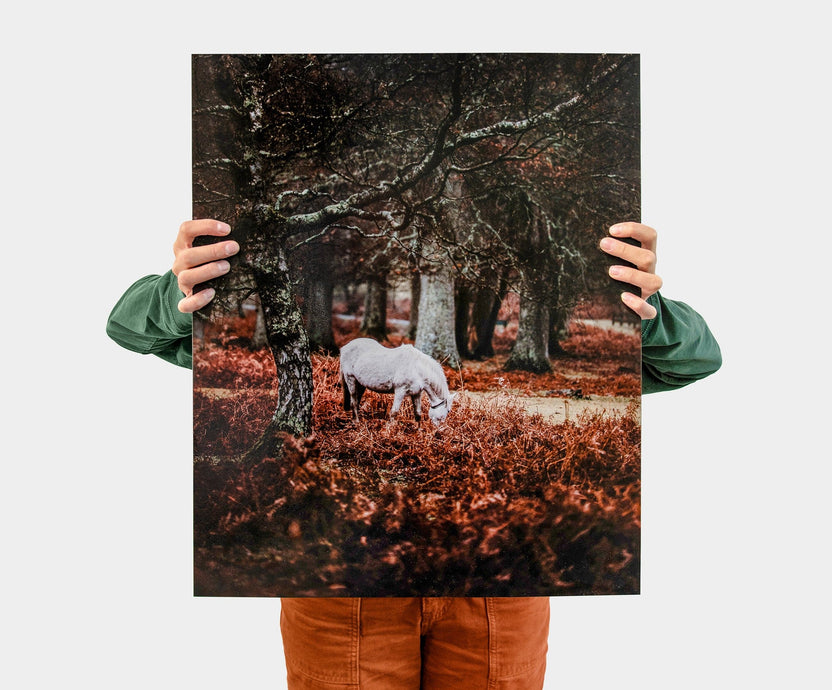 20x24 Prints - Order Professional 20x24 Photo Prints Online